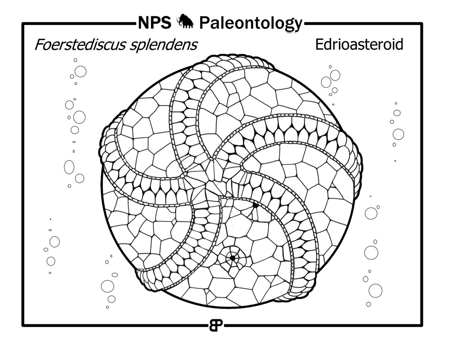 Earth Science Week - Day 4: National Fossil Day - IowaView